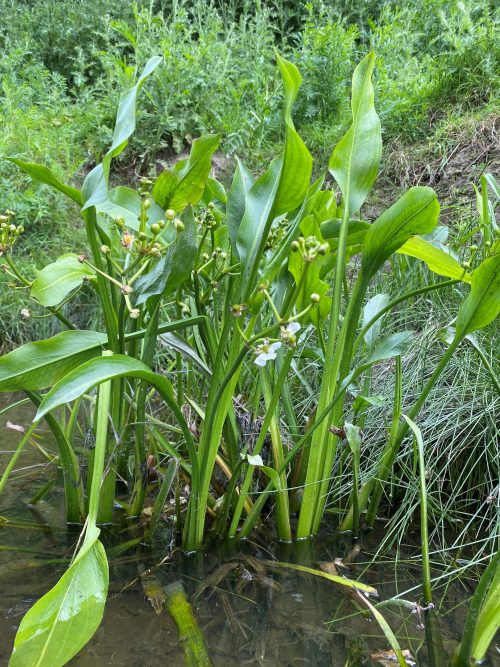 Landowners urged to be cautious of potential pest plant infestations ...