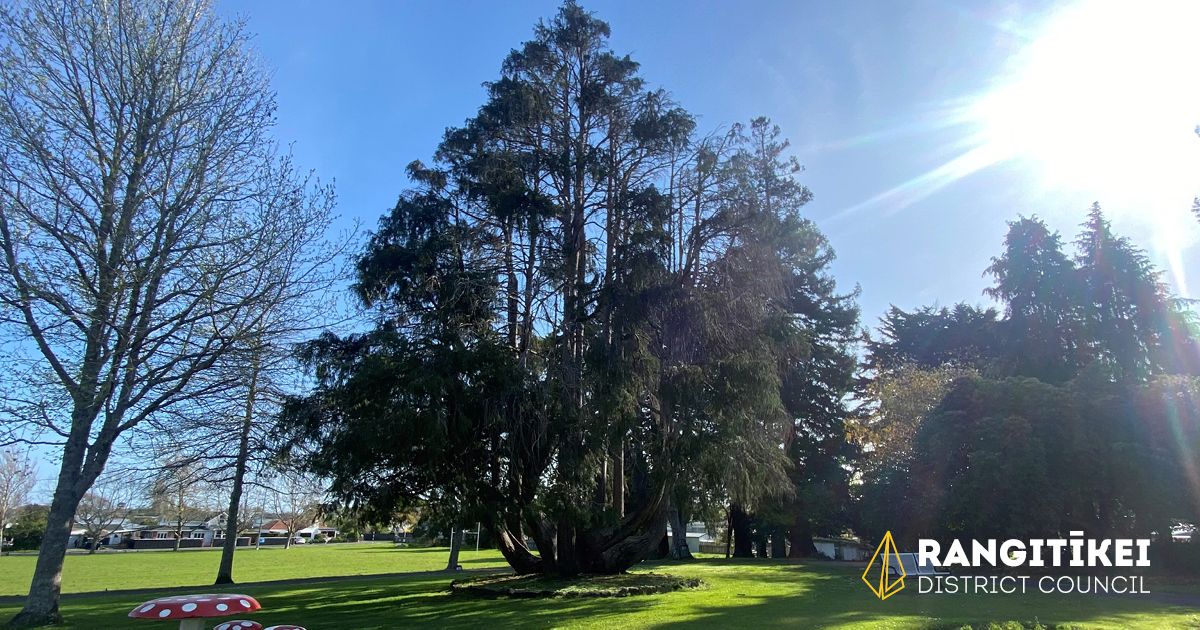 News: Oct 2022 - Memorial tree to be planted in place of old Conifer at ...